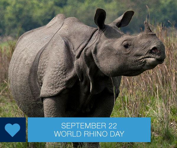 How You Can Make a Difference This World Rhino Day | Blue Rhino